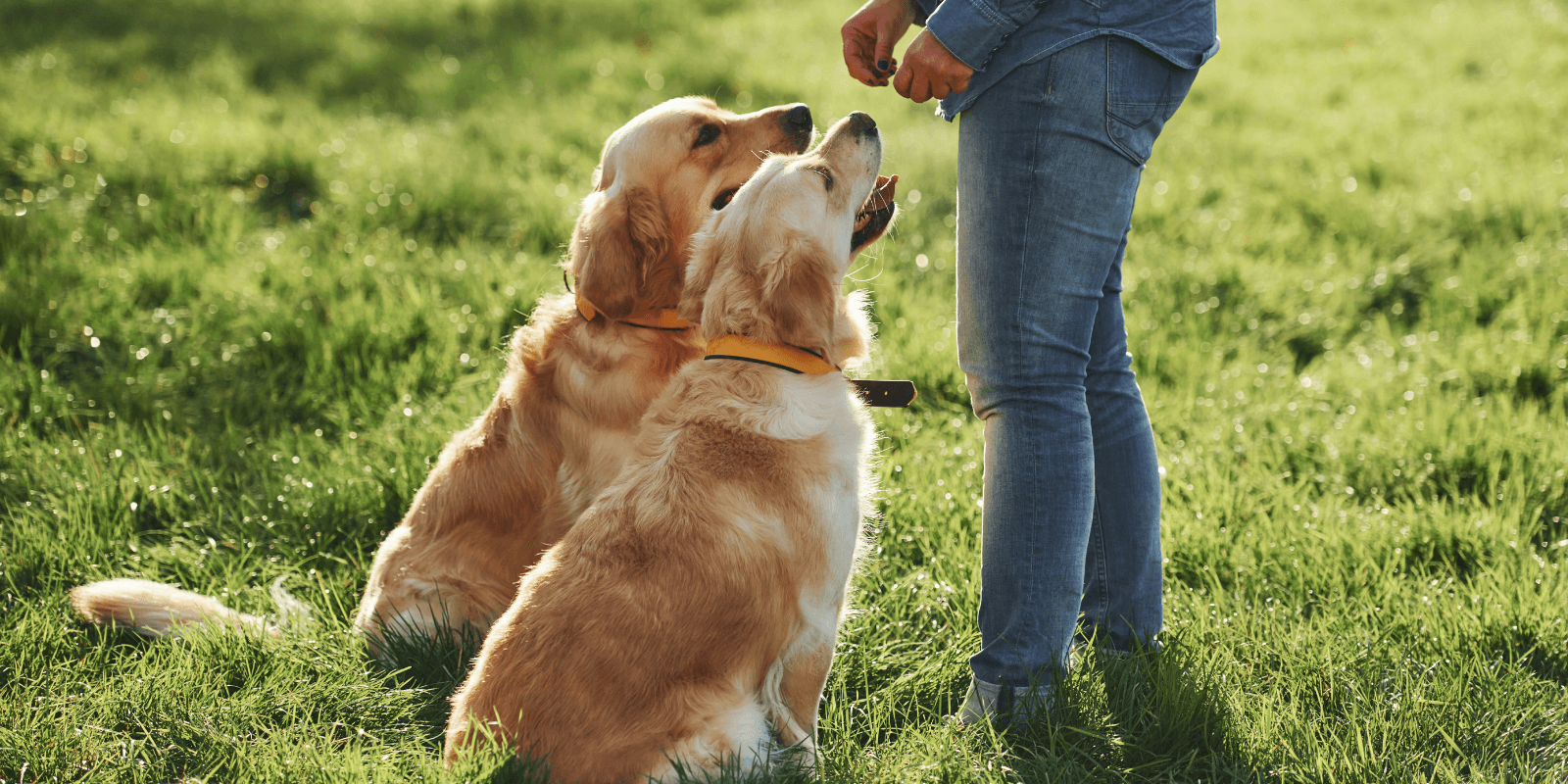 14 Most Common Golden Retriever Health Issues
